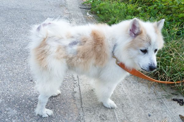 Thyroid Imbalance in Pets: A Veterinarian's Guide to Symptoms ...