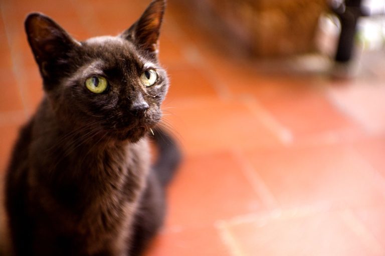Thyroid Imbalance in Pets: A Veterinarian's Guide to Symptoms ...